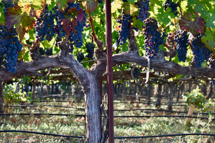 Ancient Roman wines: The Fountain of Youth in a bottle? - The View From ...